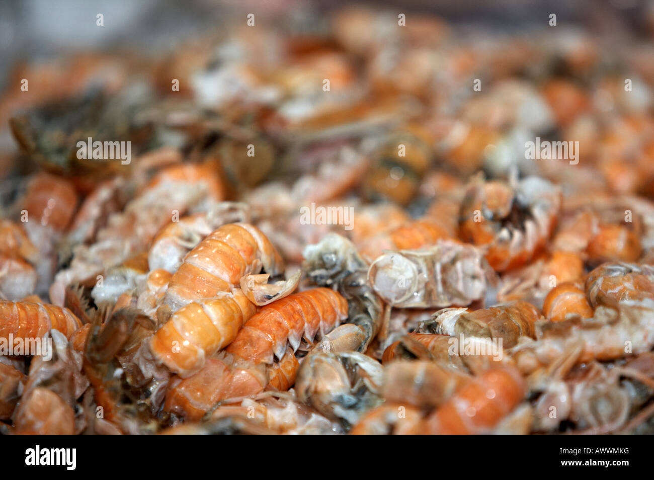 Fish tails shells hi-res stock photography and images - Alamy