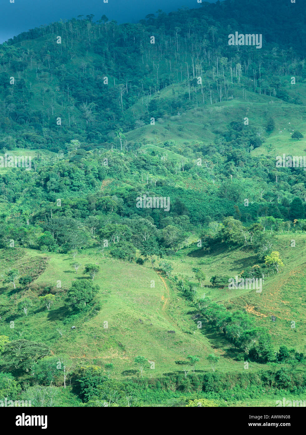 Encroachment into the forest hi-res stock photography and images - Alamy