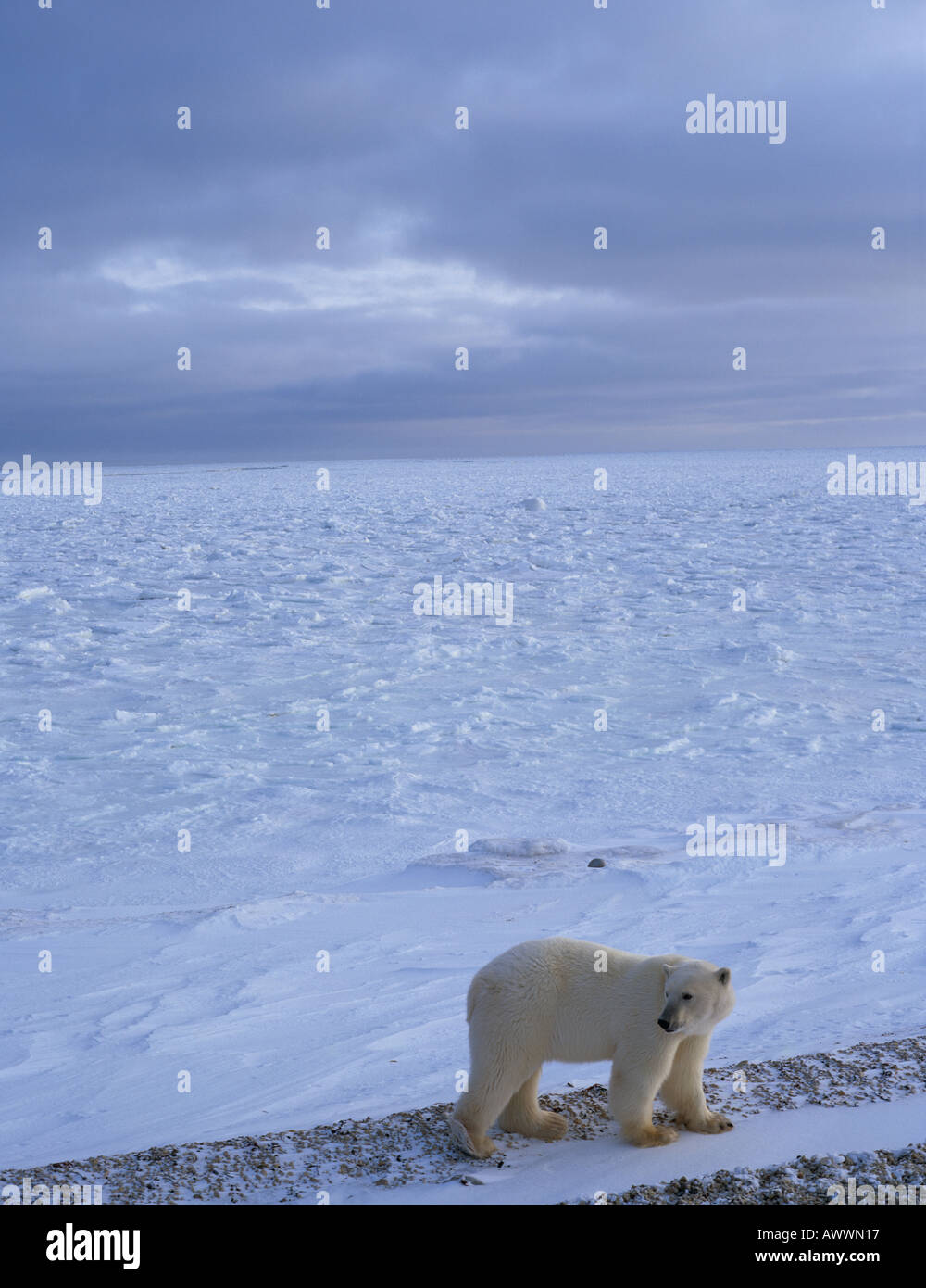 Male Polar Bear Ursus Maritimus On Edge Of Sea Ice Wapusk National