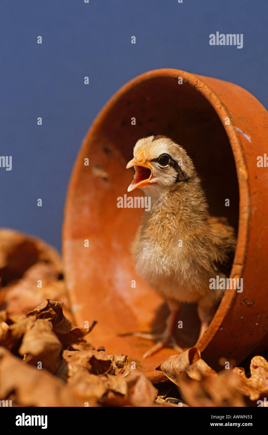 Duckwing hi-res stock photography and images - Alamy