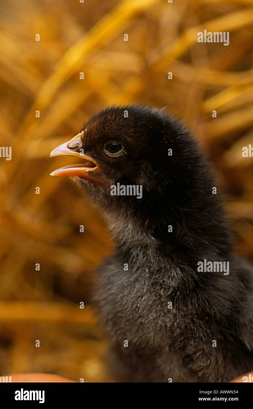 Marran hi-res stock photography and images - Alamy