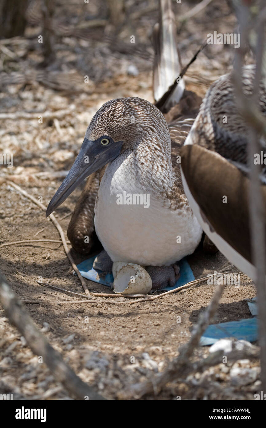Female Blue footed Booby bird Sula nebouxii Ecuador South America on ...