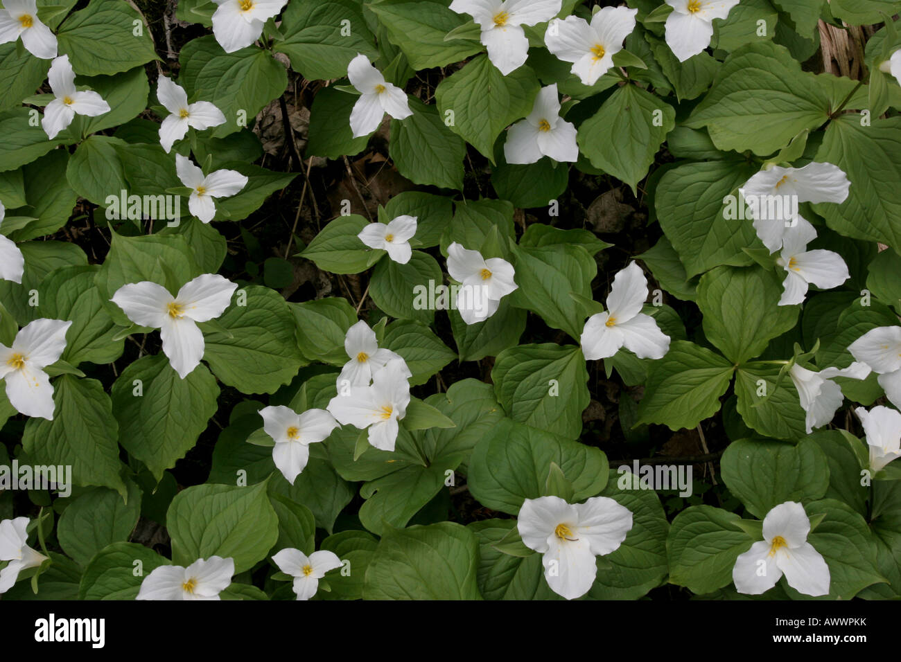 large flowered trillium spring flower Stock Photo - Alamy
