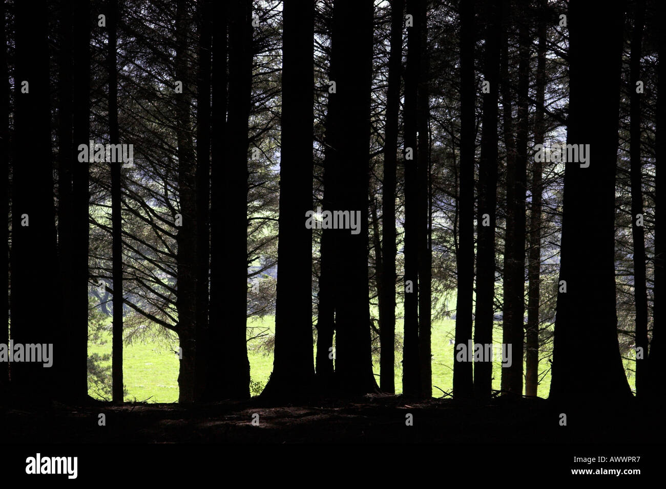 Woodland in Beacon Fell Country Park Lancashire Stock Photo - Alamy