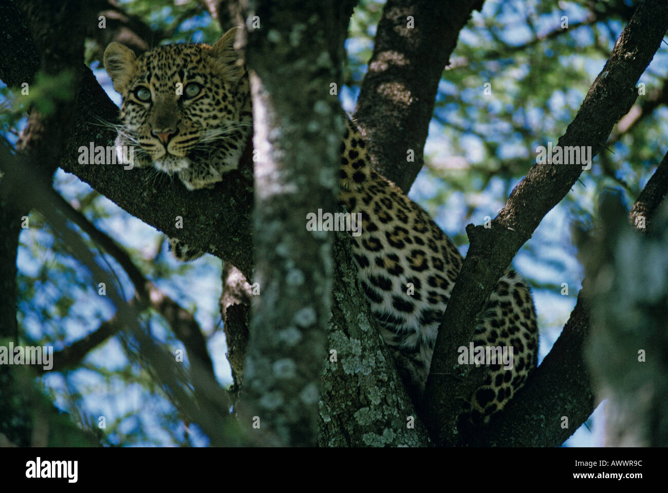 Lie in wait predator hi-res stock photography and images - Alamy
