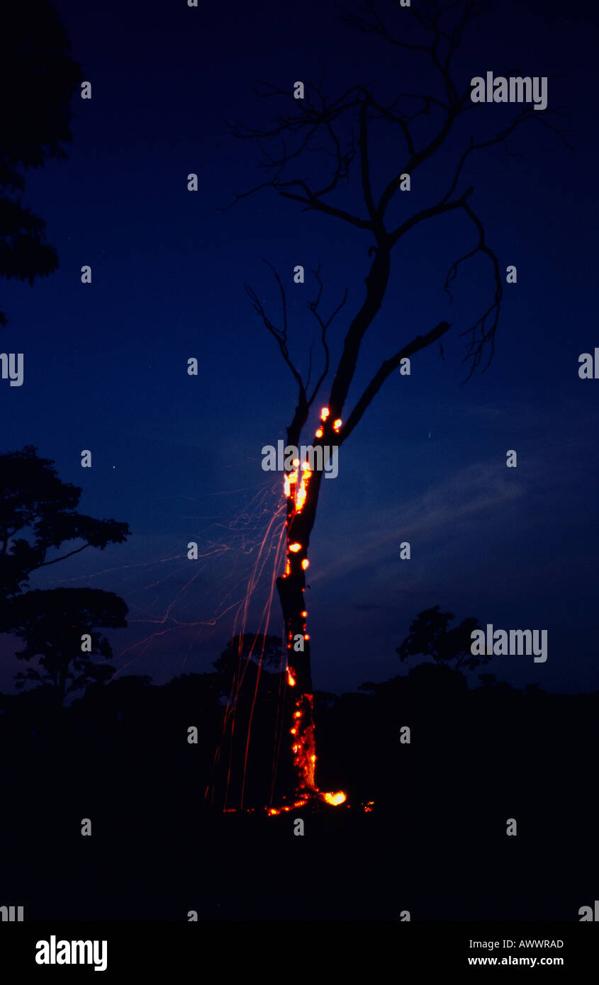 A burning tree in the African bush Stock Photo - Alamy