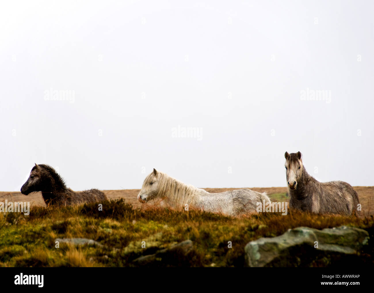 Welsh wild ponies - Welsh wild mountain ponies on the desolate and ...