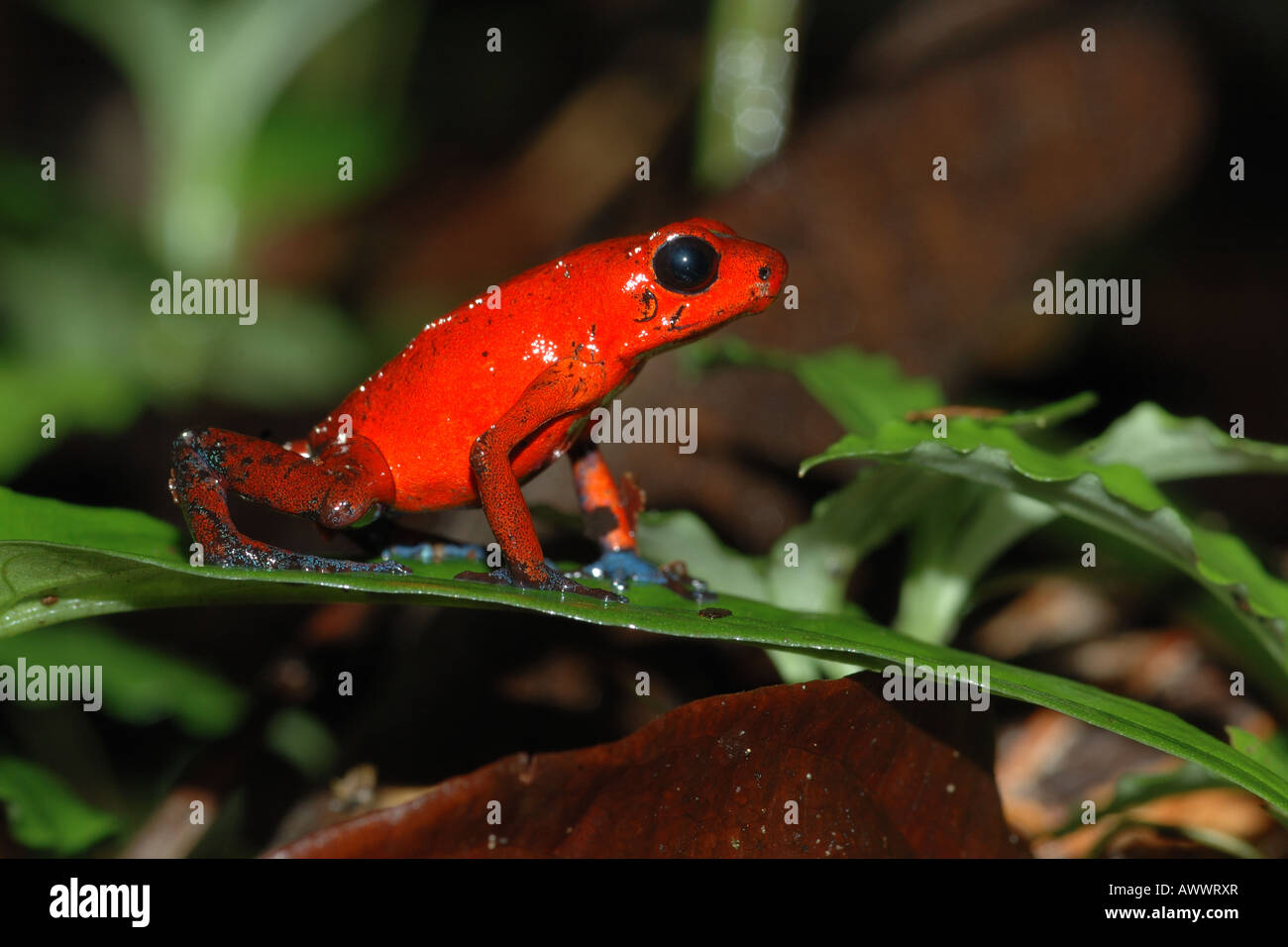 Rana tropicale hi-res stock photography and images - Alamy
