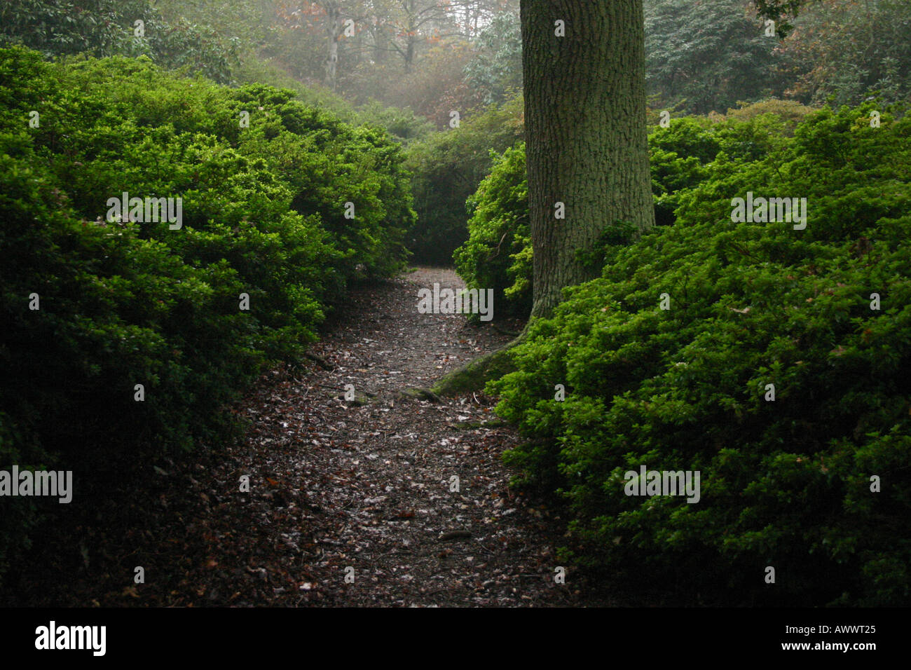 Dimly lit hedged path on an autumn morning in Richmond Park Stock Photo ...