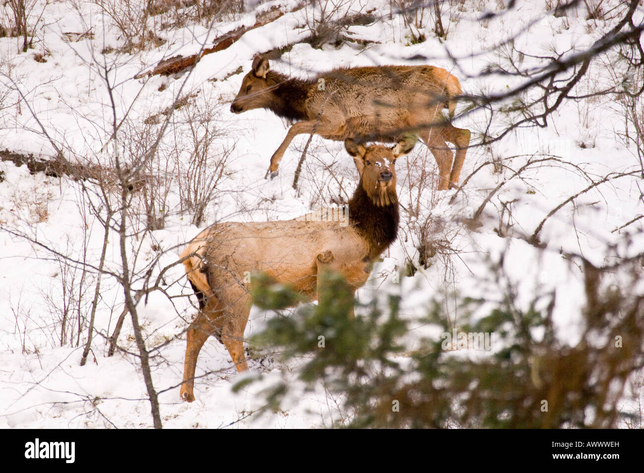 Elk herd in fresh snow on Battle Mountain Blue mountain range Oregon ...
