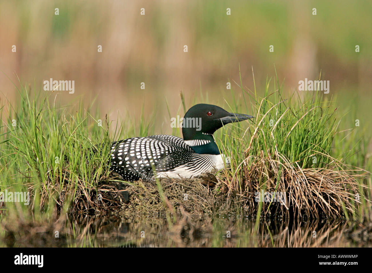 Nesting Common Loon or Northern Diver from northern Michigan Stock ...