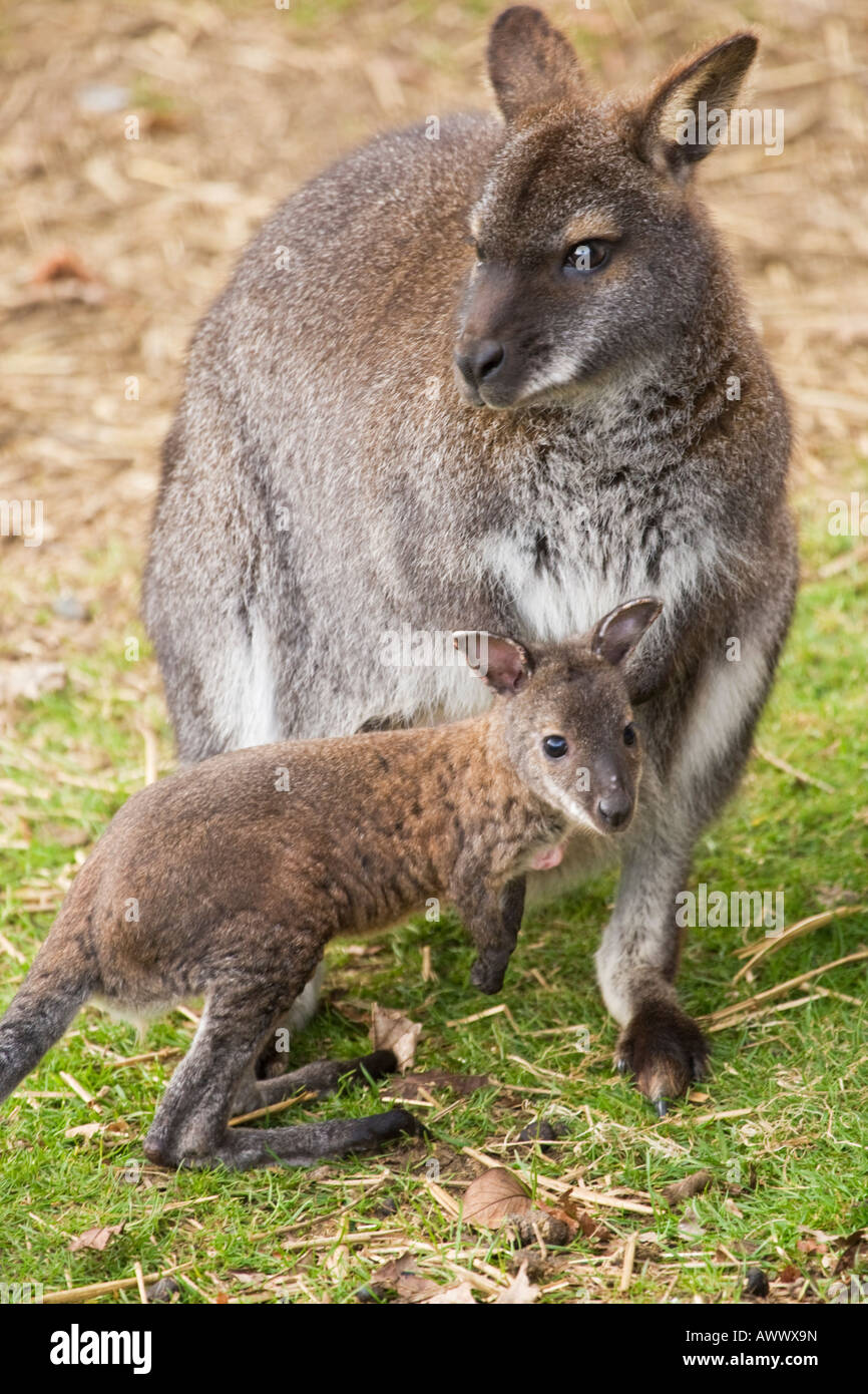 Wallaby standing on grass hi-res stock photography and images - Alamy