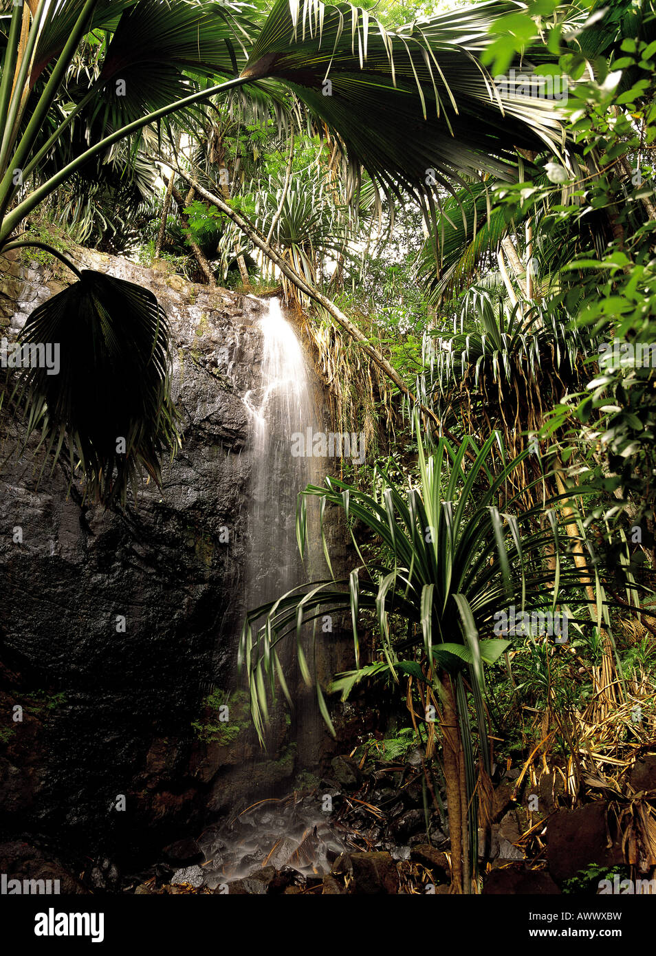 Waterfall and Coco de Mer Palms Valle de Mai Nature Reserve Praslin ...
