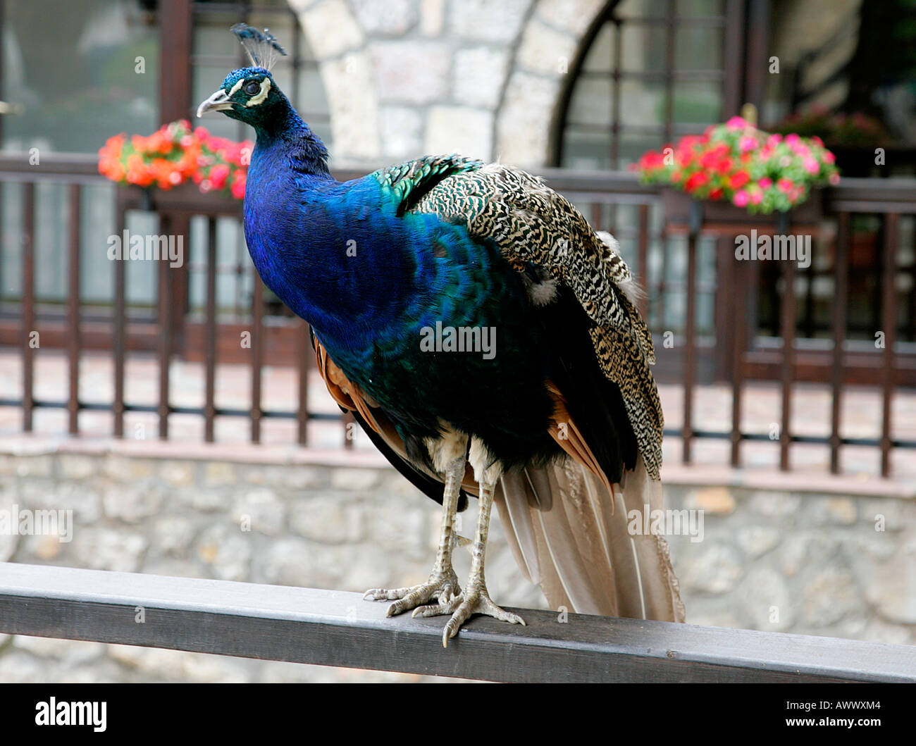 Bird peacock peahen St Naum Monastery Macedonia shore Lake Ohrid border ...