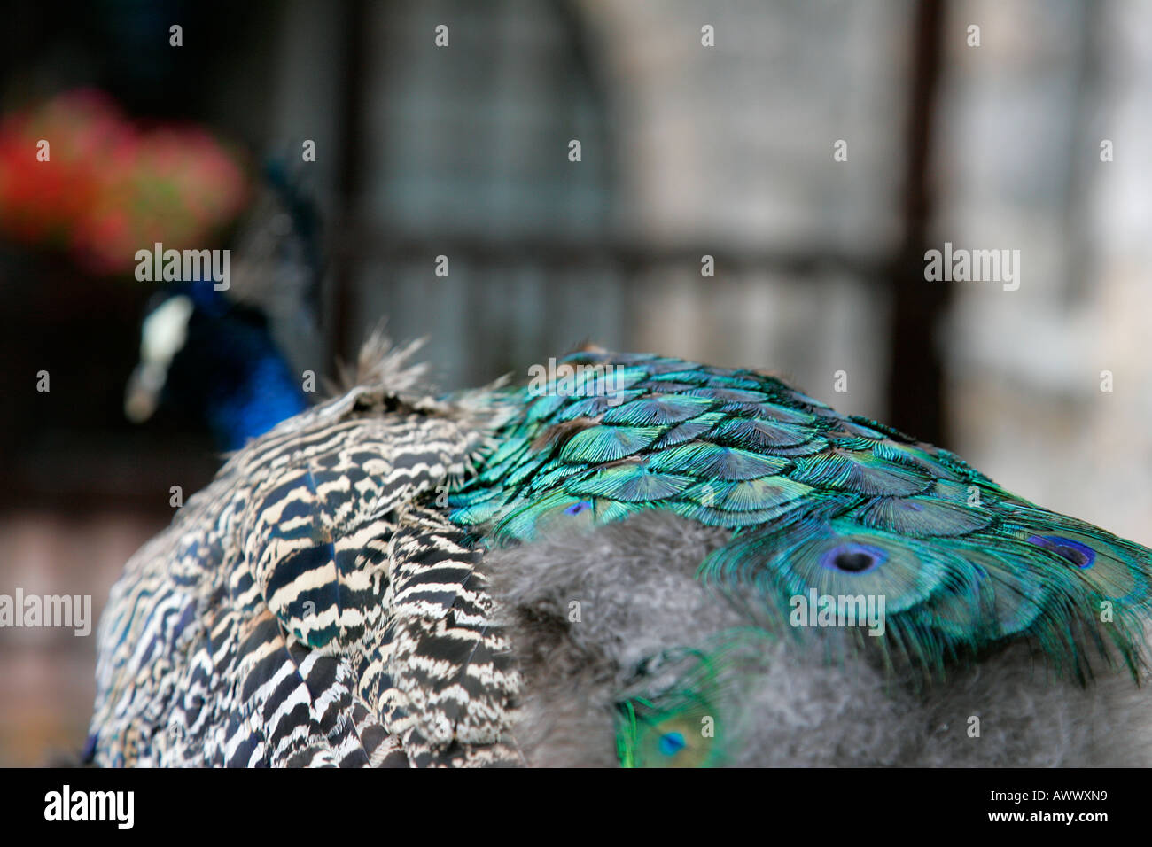 Bird peacock peahen St Naum Monastery Macedonia shore Lake Ohrid border ...