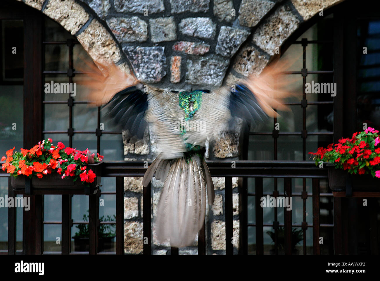 Bird peacock peahen St Naum Monastery Macedonia shore Lake Ohrid border ...