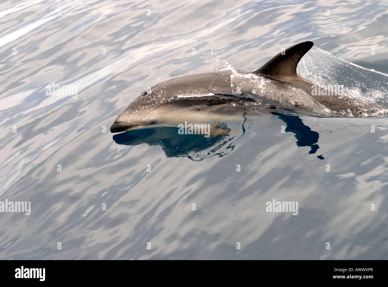 Dusky Dolphins Lagenorhynchus obscurus. Kaikoura. New Zealand South ...