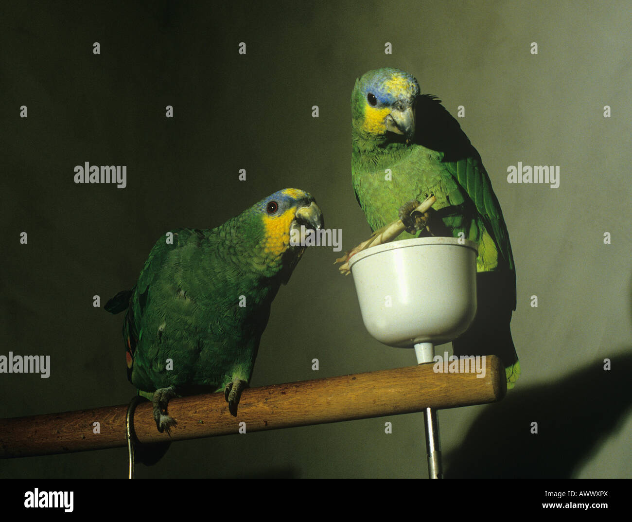 pair of Orange Wing Amazon Parrots Long lived medium sized parrots ...