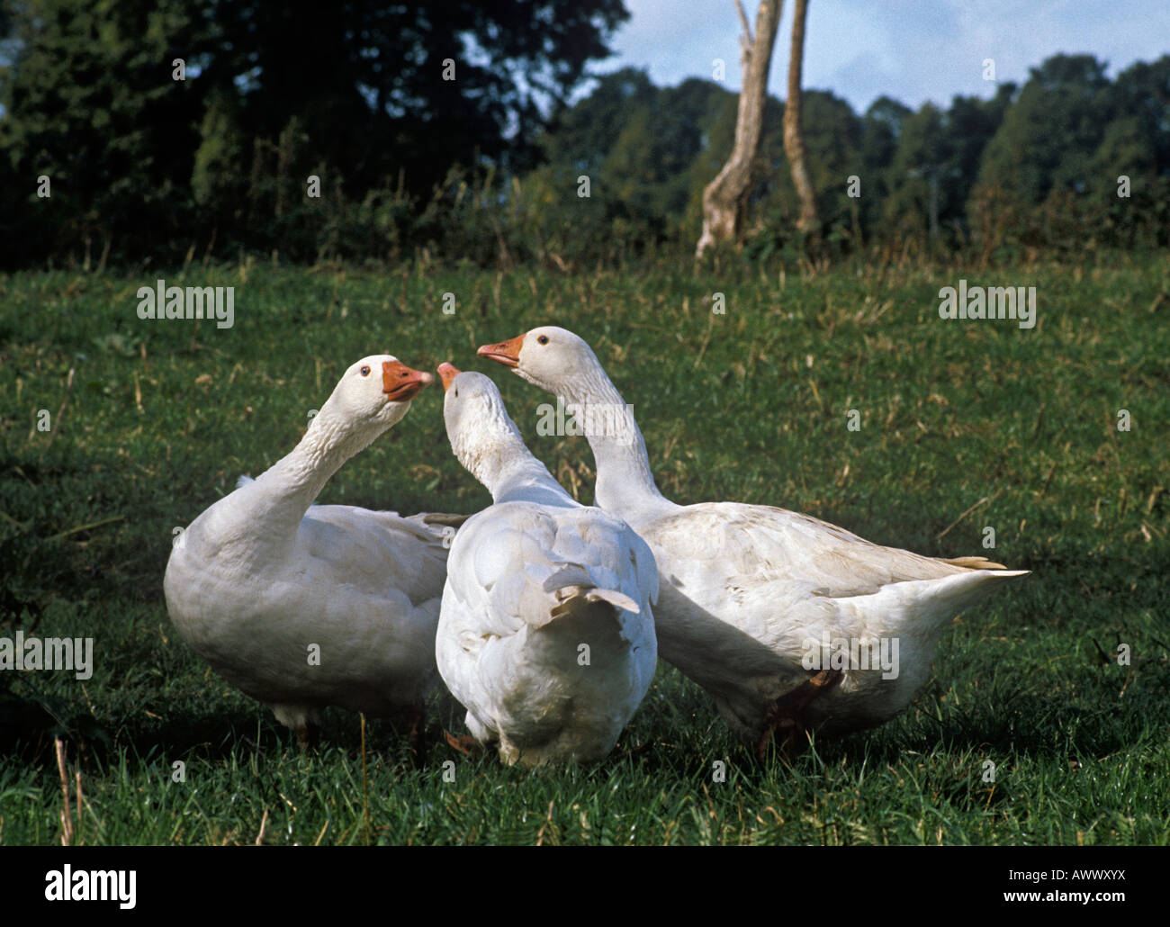 Embden geese hi-res stock photography and images - Alamy