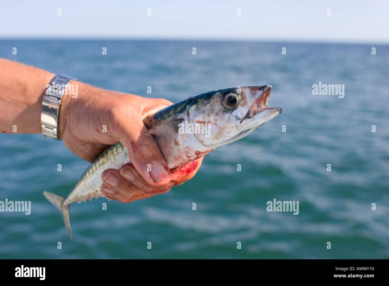 Man holding mackerel Stock Photo - Alamy