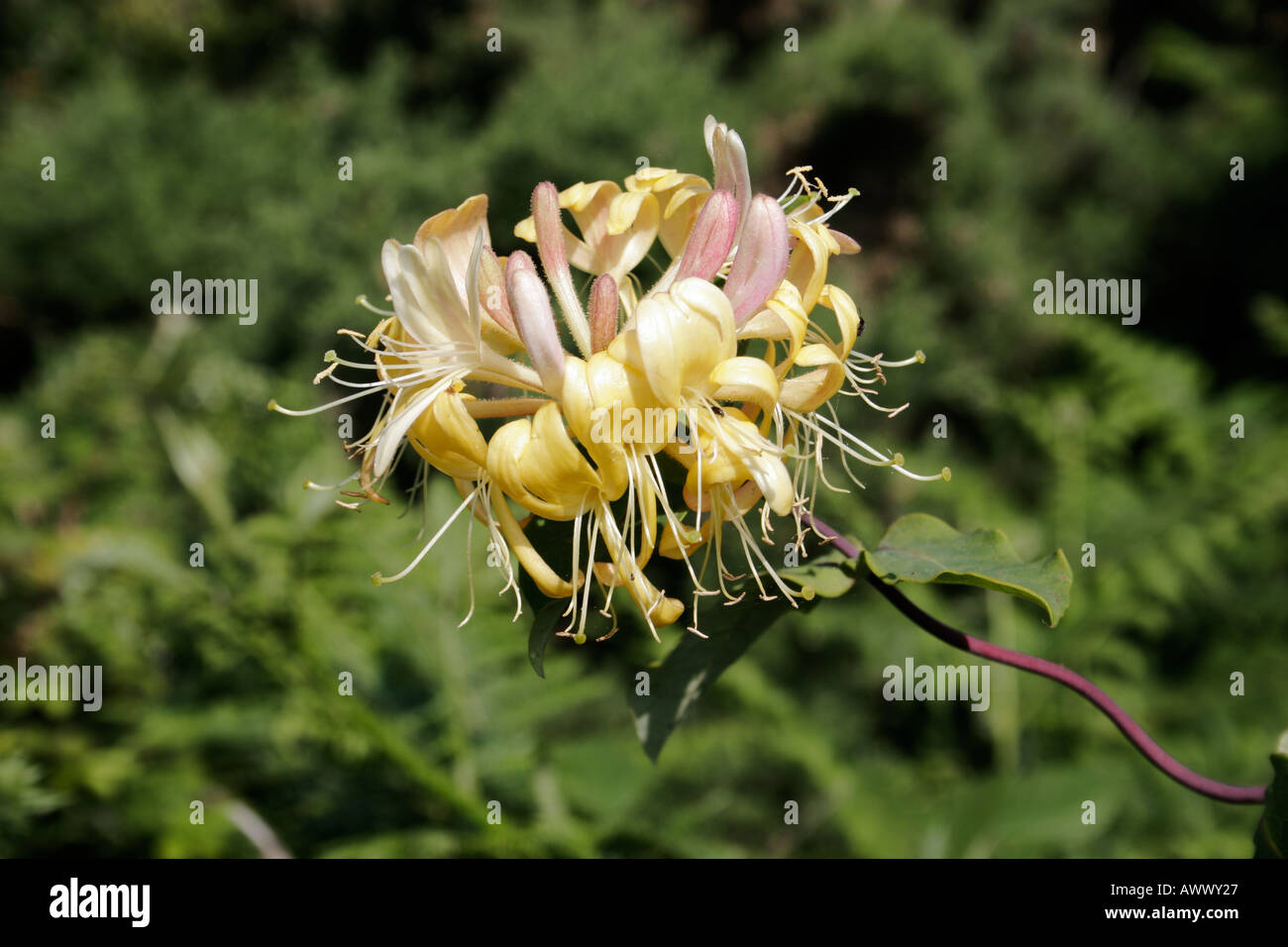 Lonicera honeysuckle flower hi-res stock photography and images - Alamy