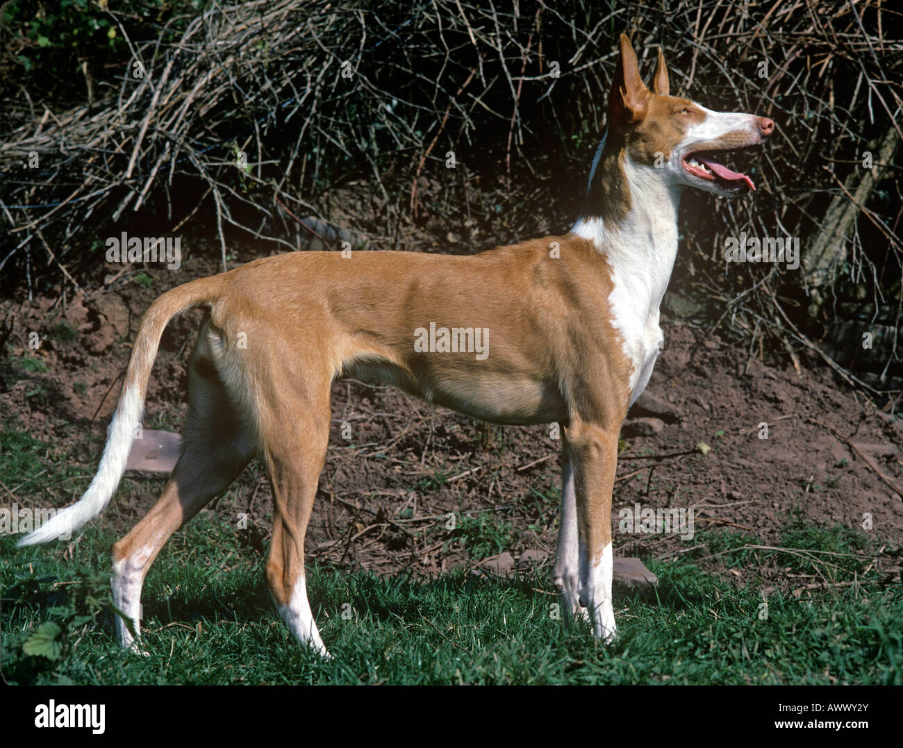 Ibizan Hound smooth coated female Stock Photo - Alamy