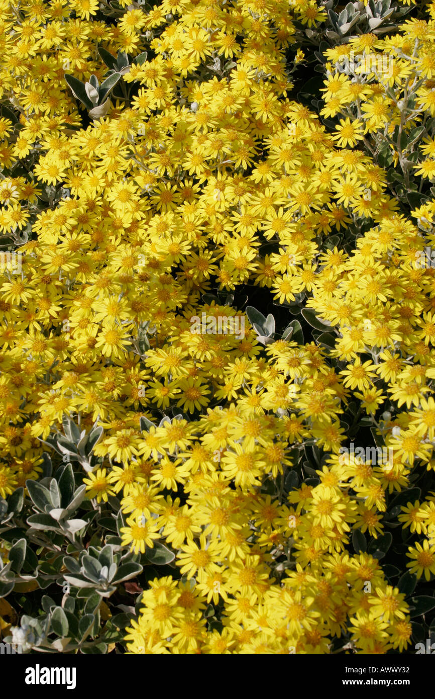 Senecio laxifolius flowers hi-res stock photography and images - Alamy