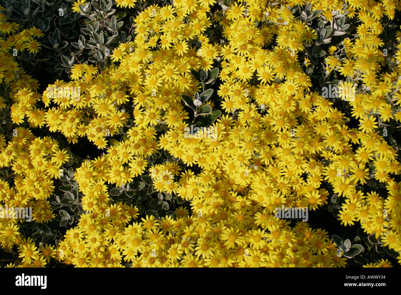 Senecio greyi hi-res stock photography and images - Alamy