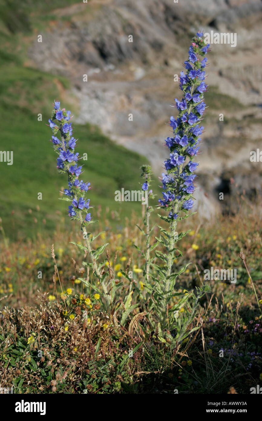 VIPER`S BUGLOSS Echium vulgare Stock Photo - Alamy