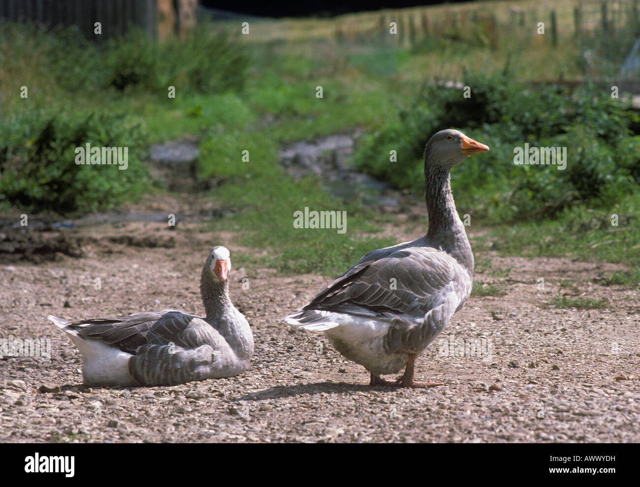 Greylag Geese A breed of goose both domestic and migratory highly ...