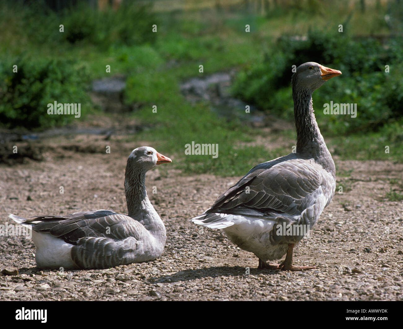 Greylag Geese A breed of goose both domestic and migratory highly ...