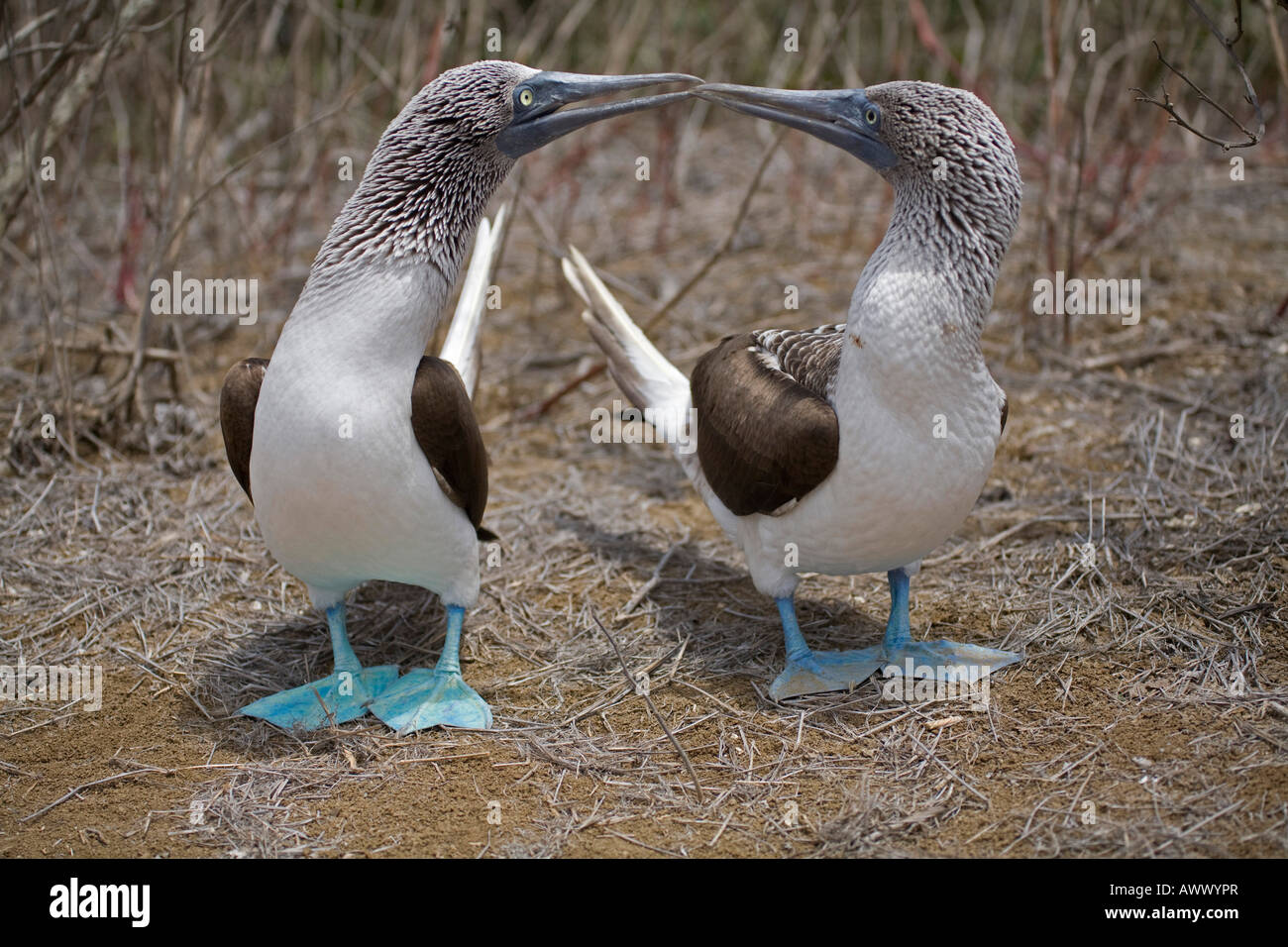 two boobies Blue footed Booby bird Sula nebouxii La Plata Island ...