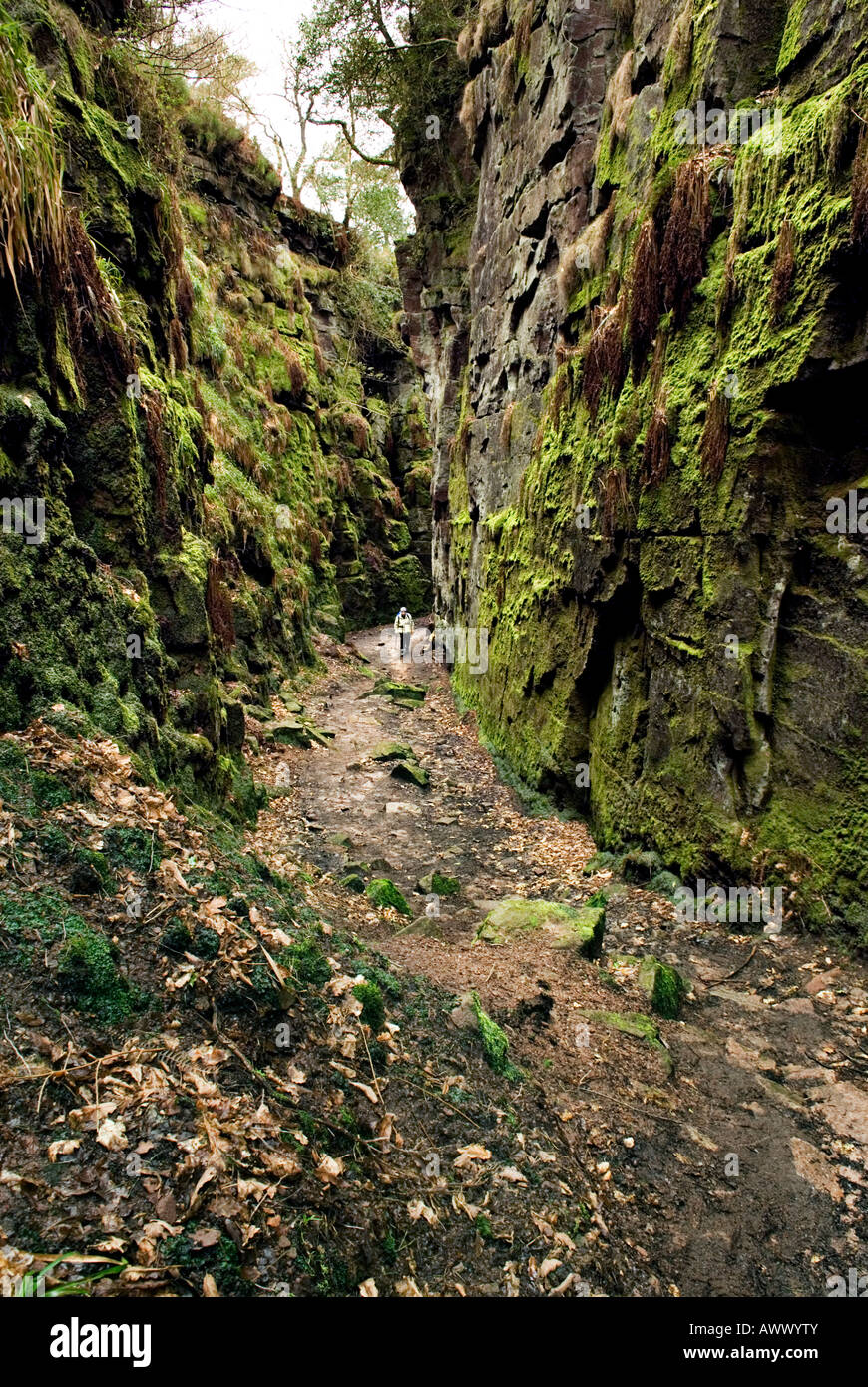 Lud's Church gorge, Gradbach, Peak District National Park, England ...