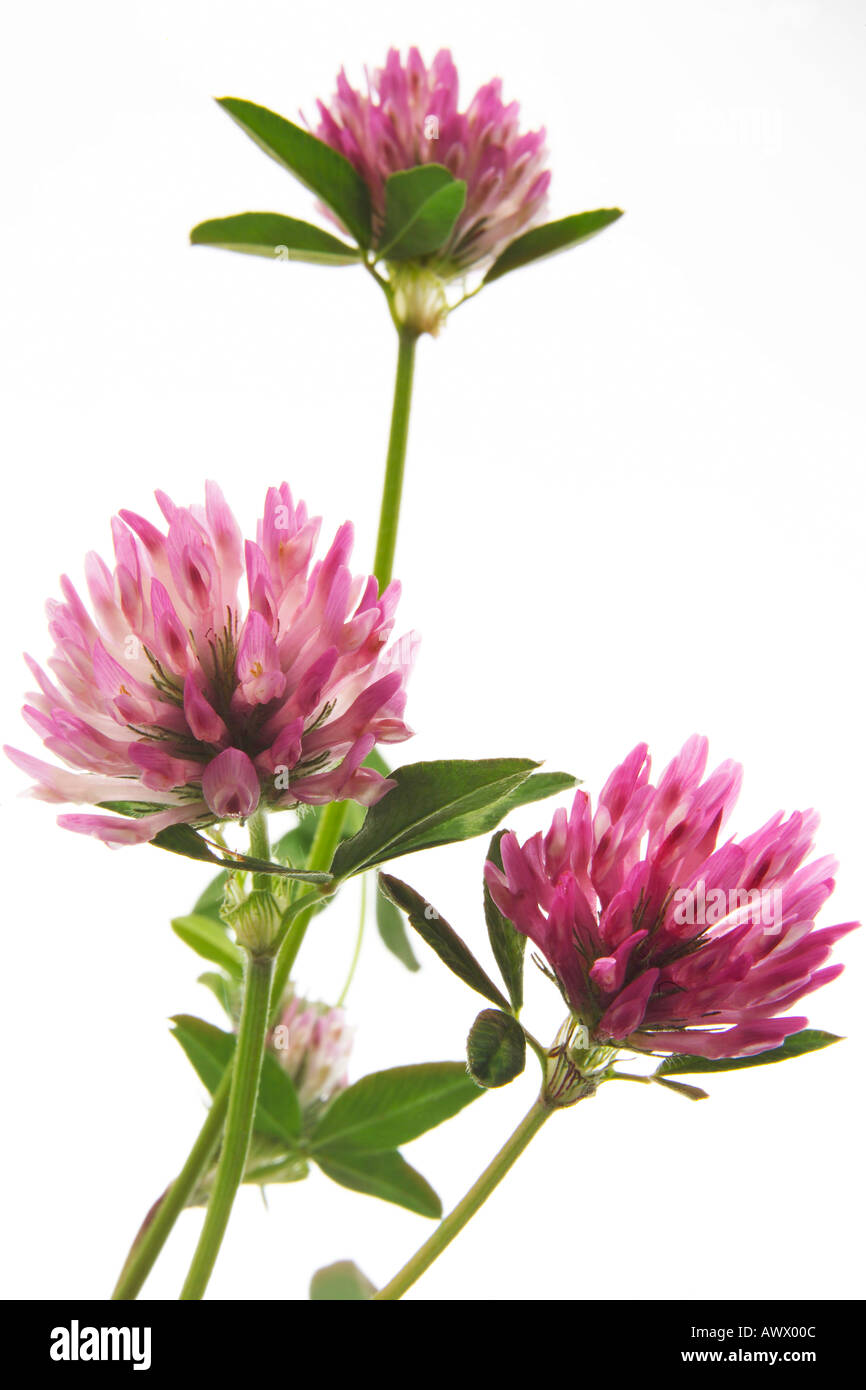 Clover leaf flower head hi-res stock photography and images - Alamy