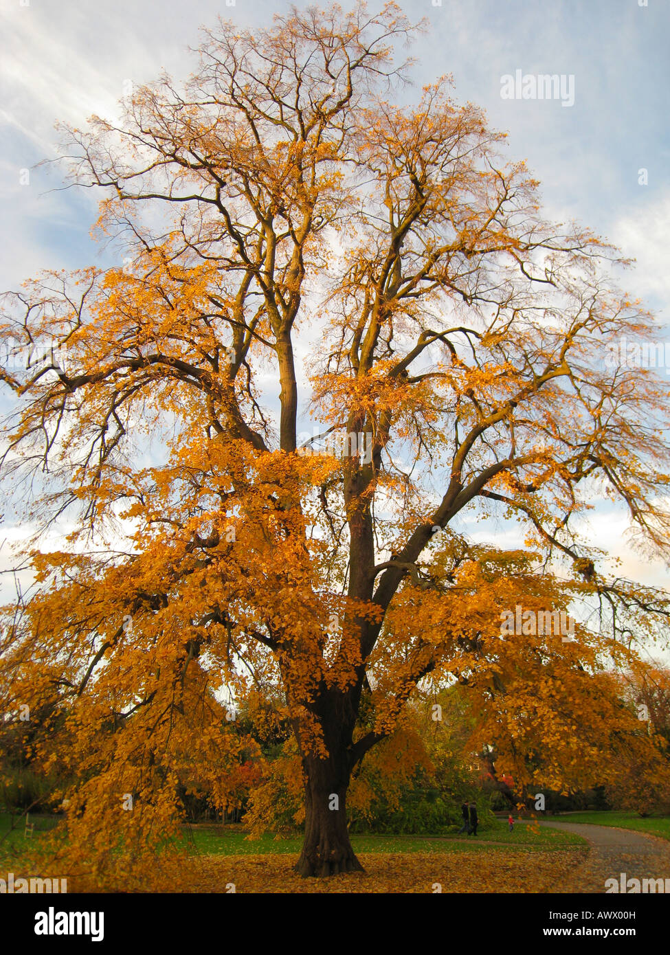 Kew Gardens, Autumn, Tree Stock Photo - Alamy