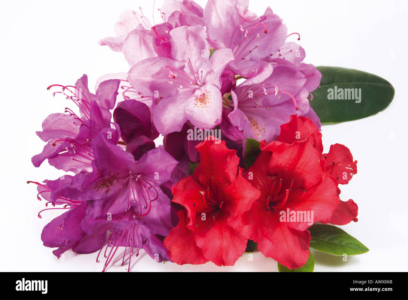 Rhododendron (Rhododendron) and Azaleas (Rhododendron simsii), close-up ...