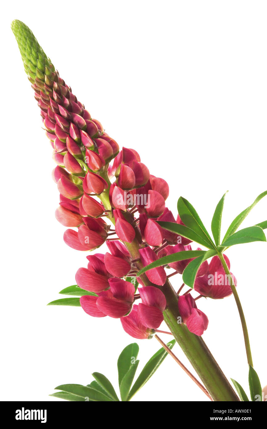 Lupin stems hi-res stock photography and images - Alamy