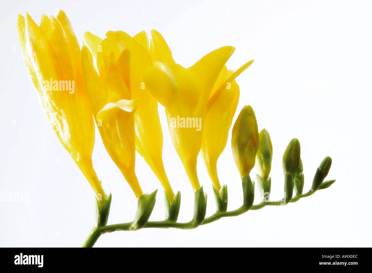 Freesia (Freesia refracta), close-up Stock Photo - Alamy