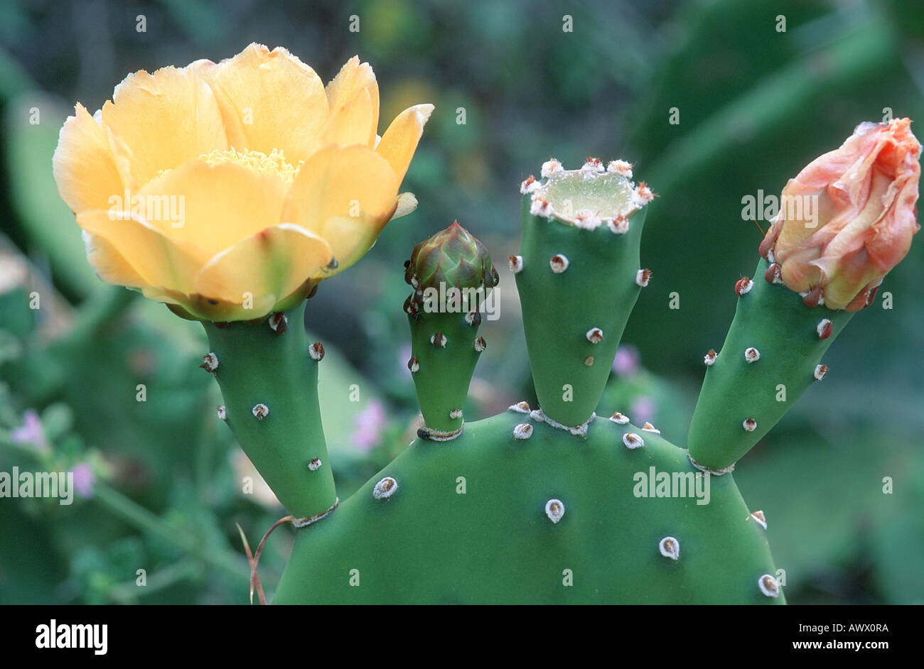 Indian fig, cactus pear (Opuntia ficus-indica, Opuntia ficus-barbarica ...