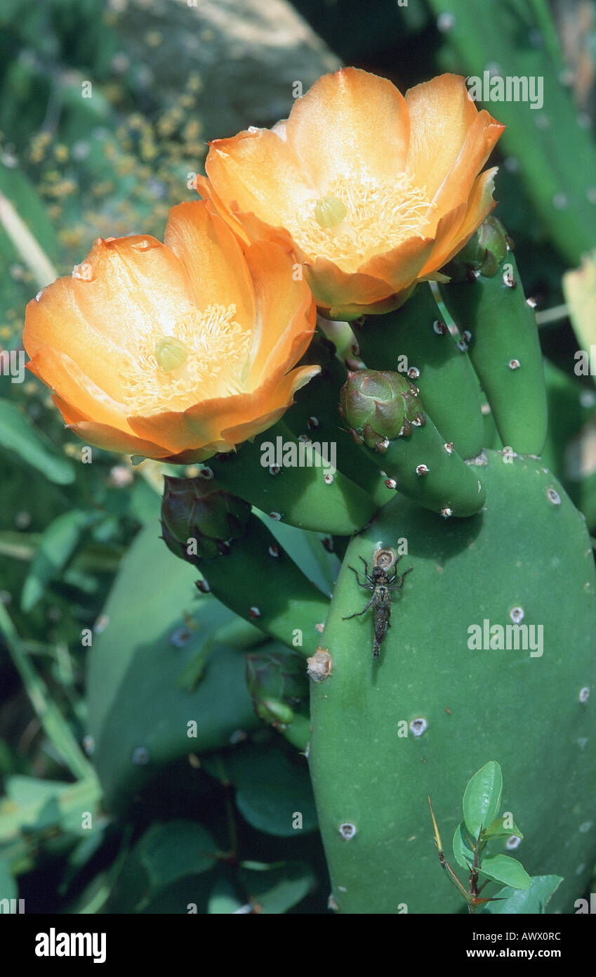 Indian fig, cactus pear (Opuntia ficus-indica, Opuntia ficus-barbarica ...
