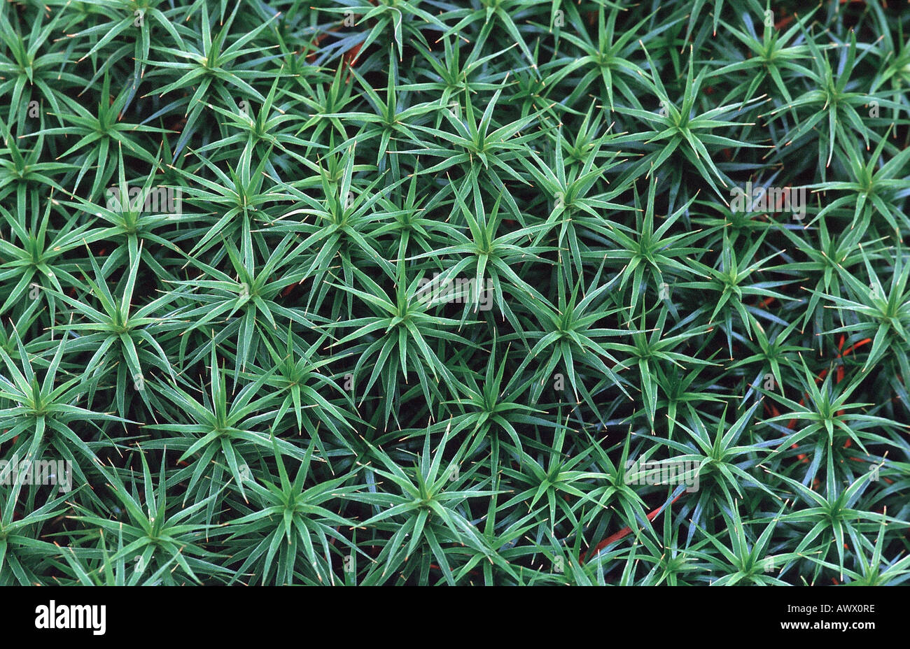 Moss gametophyte hi-res stock photography and images - Alamy