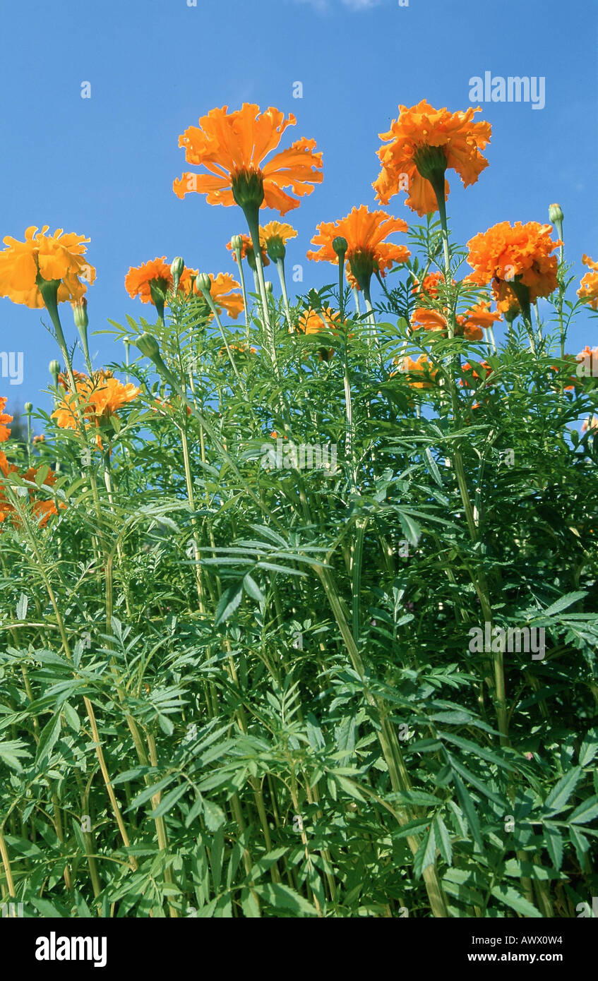 French marigold angiosperm hi-res stock photography and images - Alamy