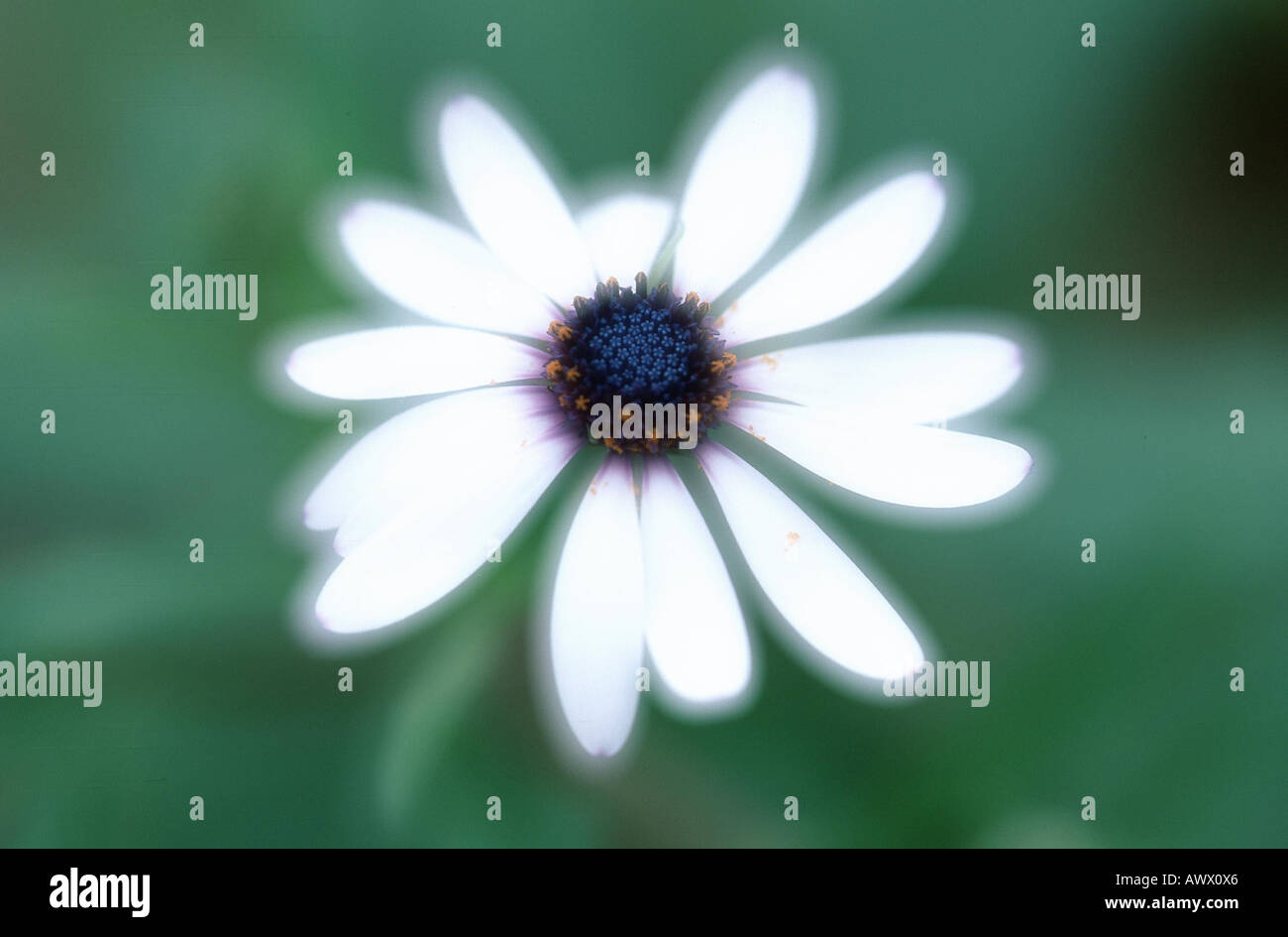African Daisy, Lavender African Daisy, Norlindh freeway daisy ...