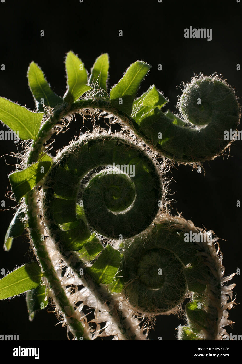 fiddlehead christmas fern Stock Photo - Alamy