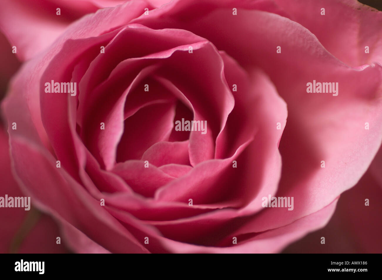 Pink rose detail hi-res stock photography and images - Alamy