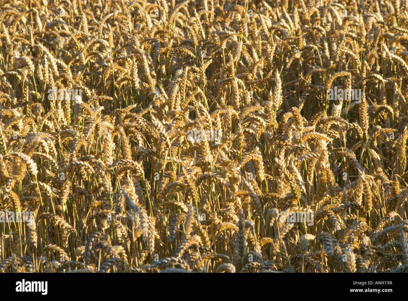 Gm wheat hi-res stock photography and images - Alamy