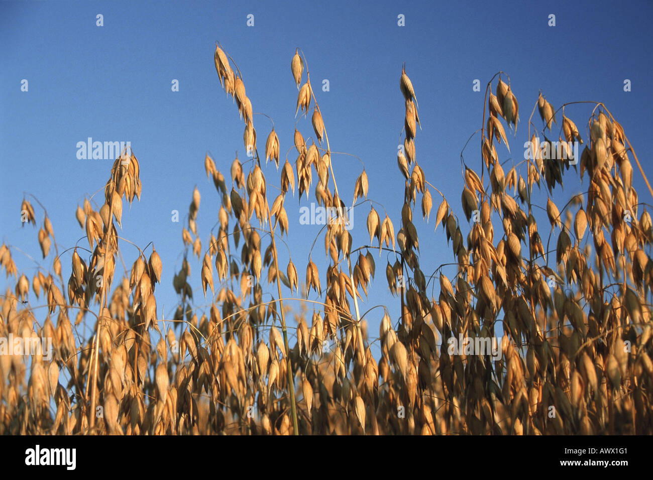 Avena comestible hi-res stock photography and images - Alamy