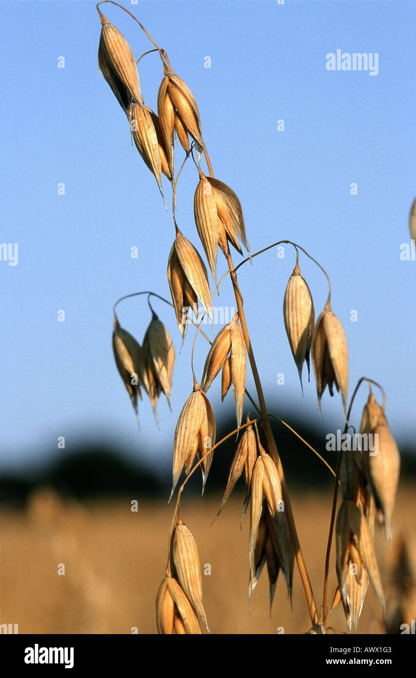 cultivated oat, common oat (Avena sativa), fruiting Stock Photo - Alamy