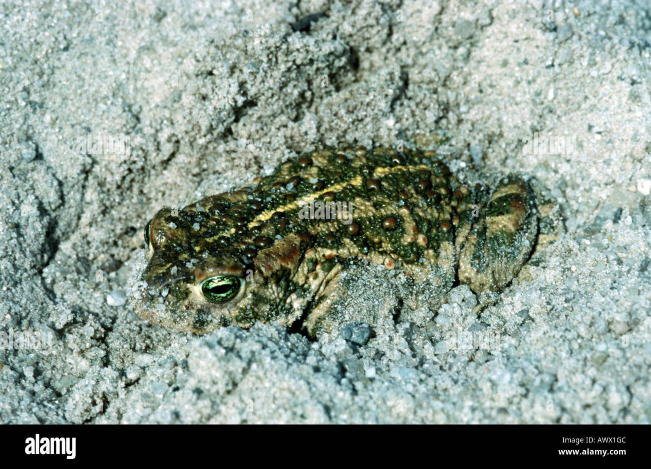 natterjack toad, natterjack, British toad (Bufo calamita), dugged in ...