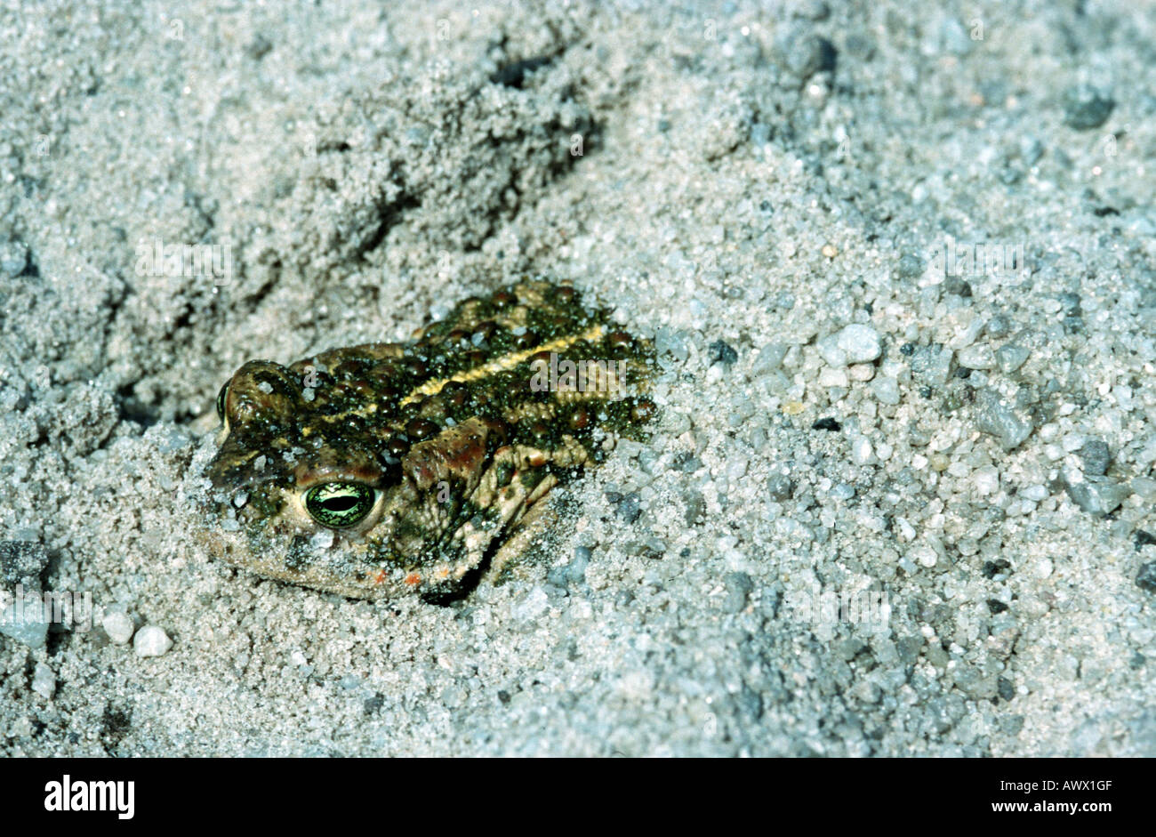 natterjack toad, natterjack, British toad (Bufo calamita), dugged in ...